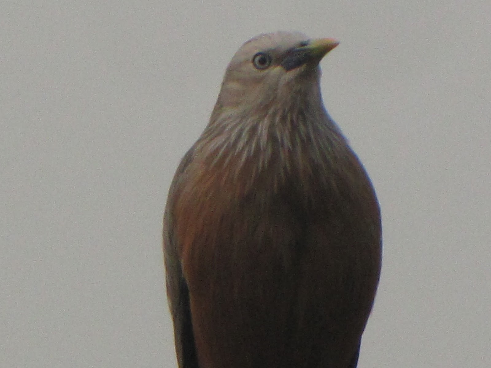 nature rambles: A Brown Shrike & A Starling